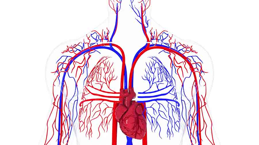 What Is The Meridian System In Traditional Chinese Medicine?